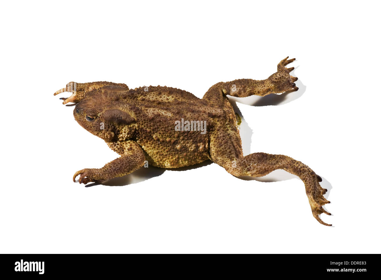 Amphibious animals Cut Out Stock Images & Pictures - Alamy