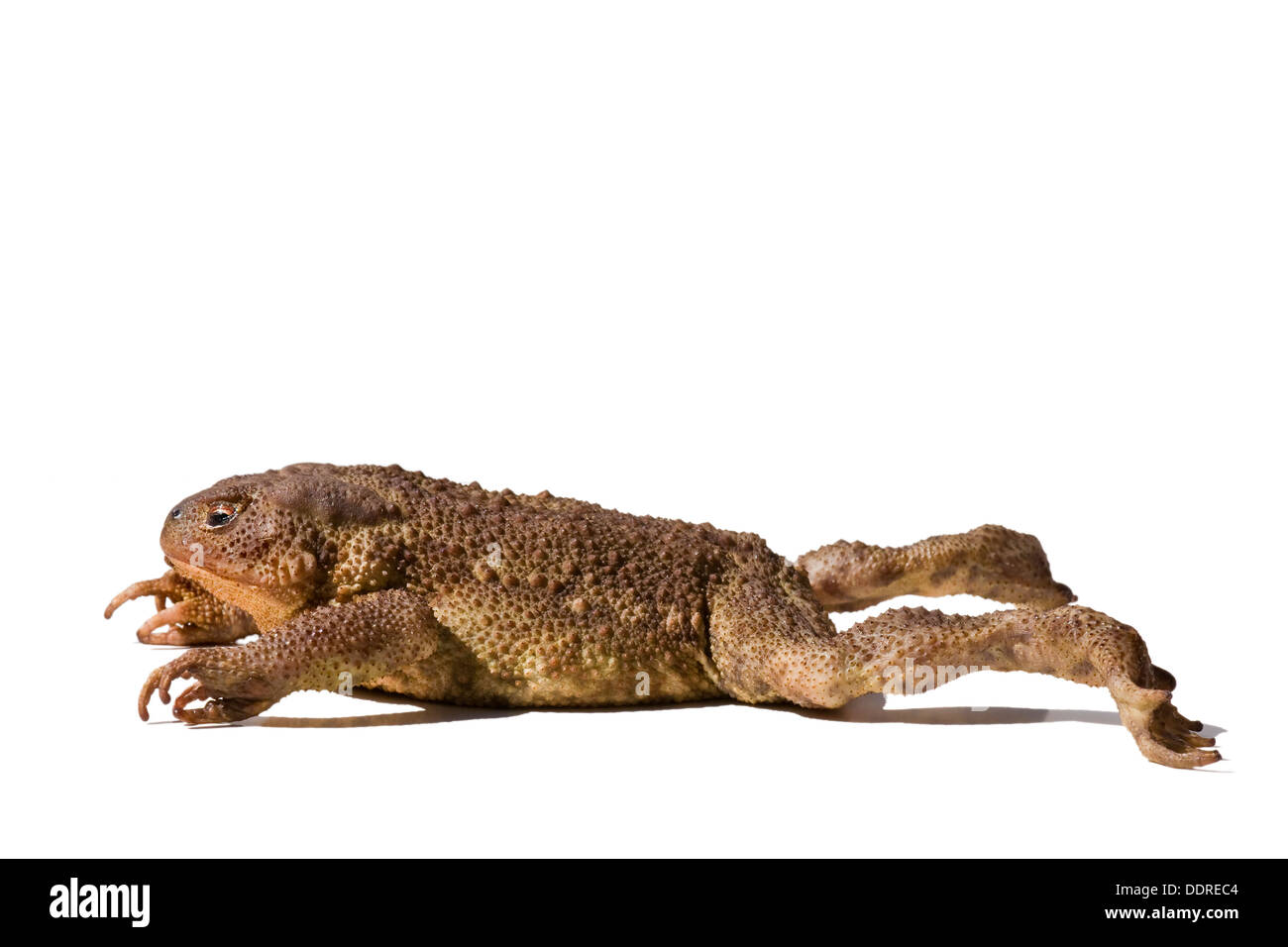 Toad toads Cut Out Stock Images & Pictures - Alamy