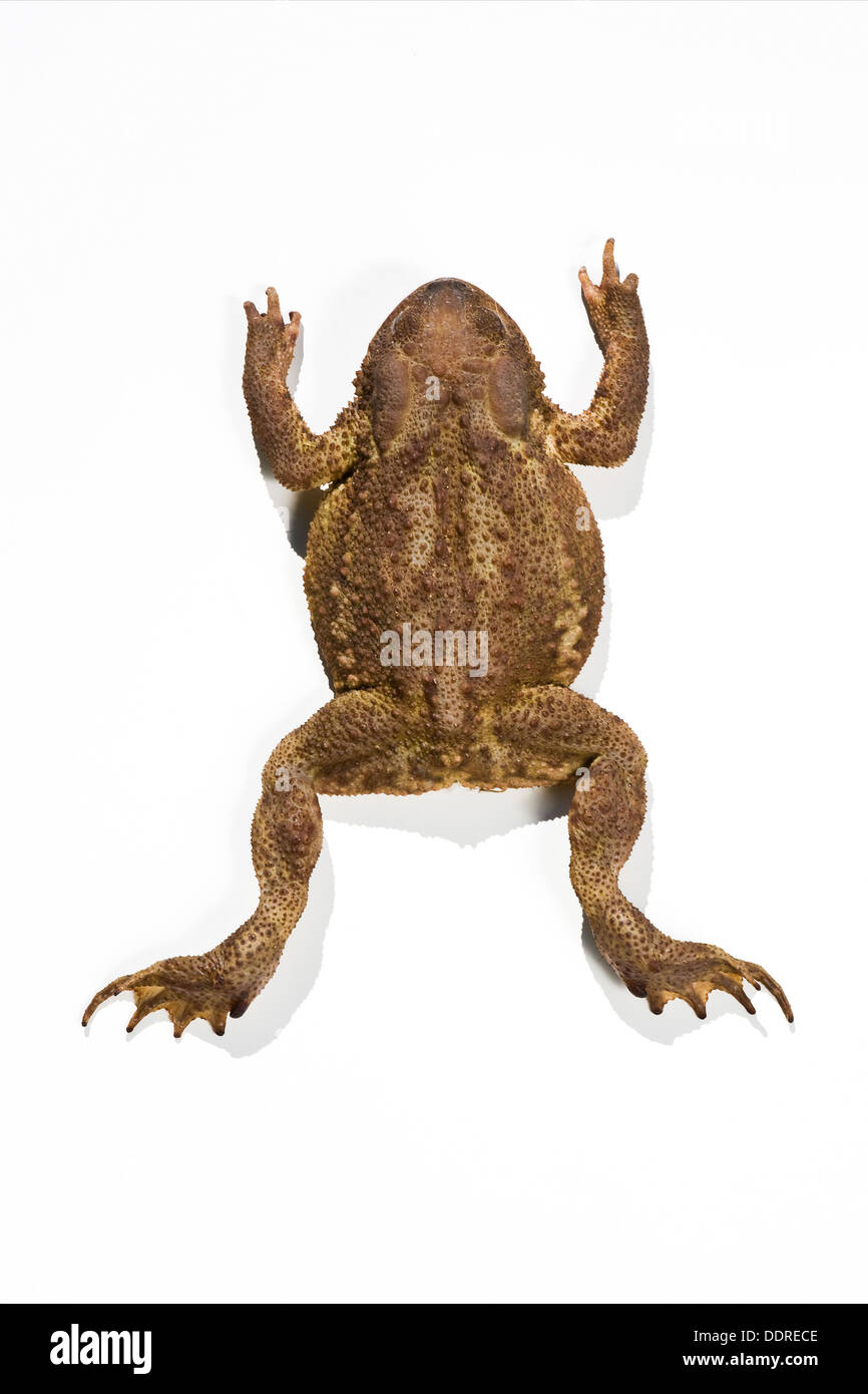 Toad toads Cut Out Stock Images & Pictures - Alamy