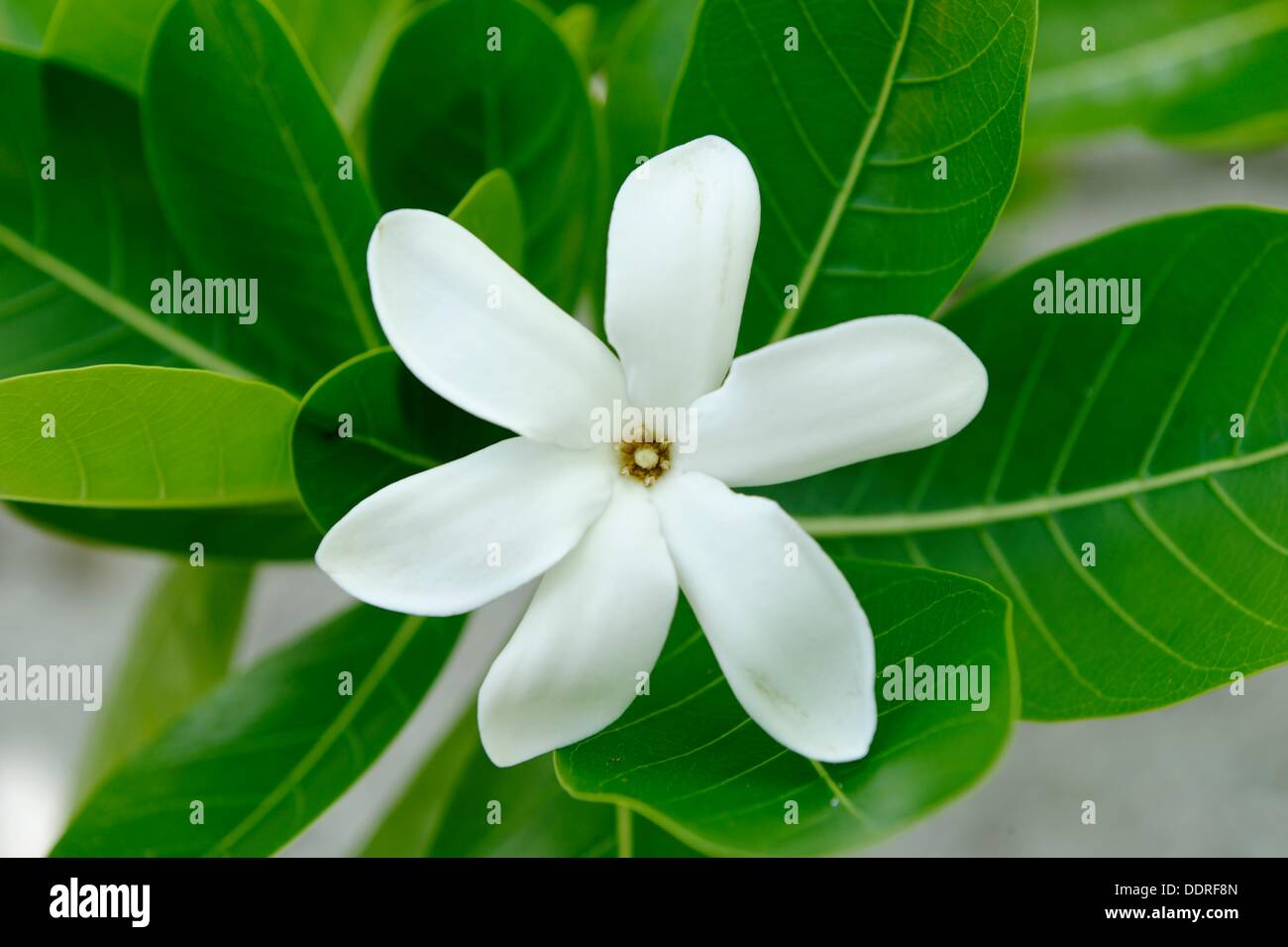Tiare flower hi-res stock photography and images - Alamy
