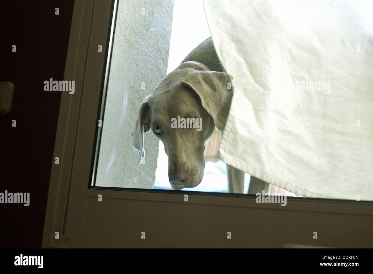 Curtain Behind A Glass Door High Resolution Stock Photography and ...