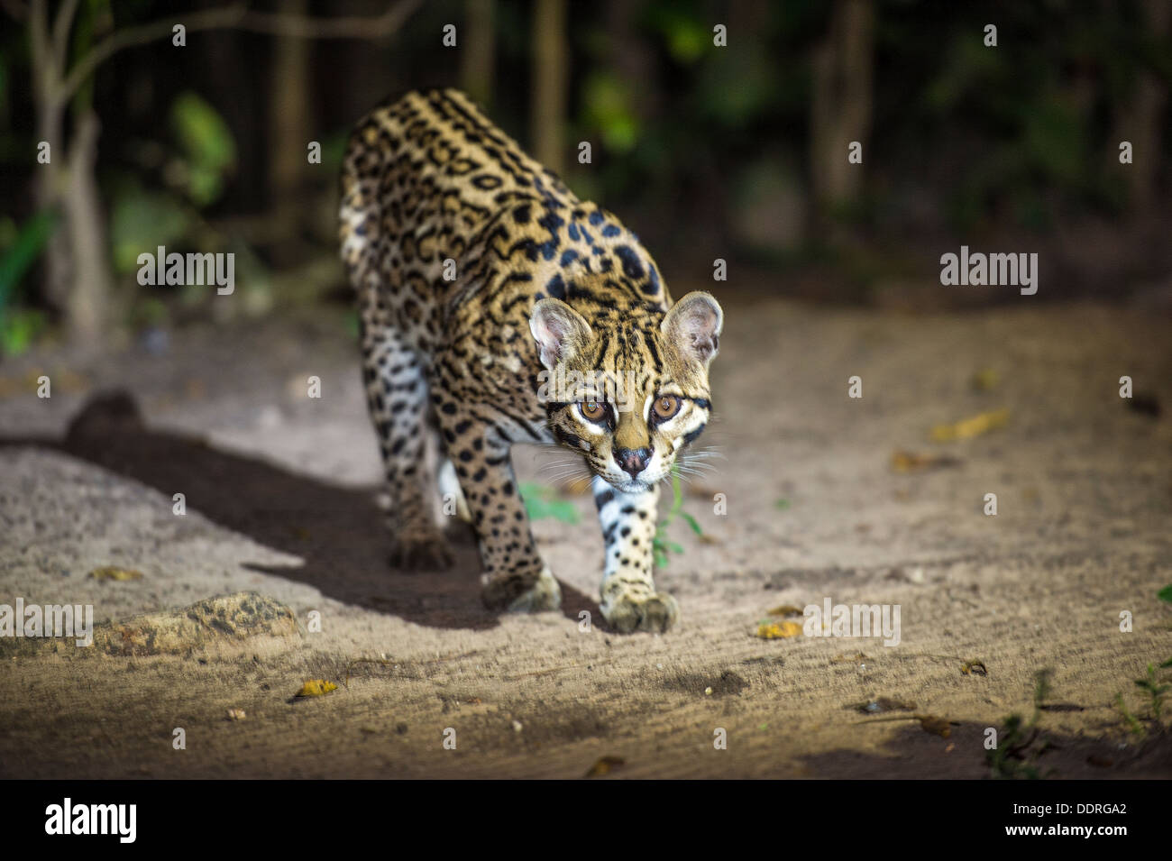 Ocelot emerging from forest at night Stock Photo - Alamy
