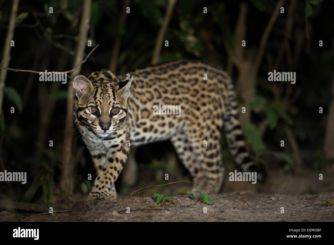 Ocelot hi-res stock photography and images - Alamy