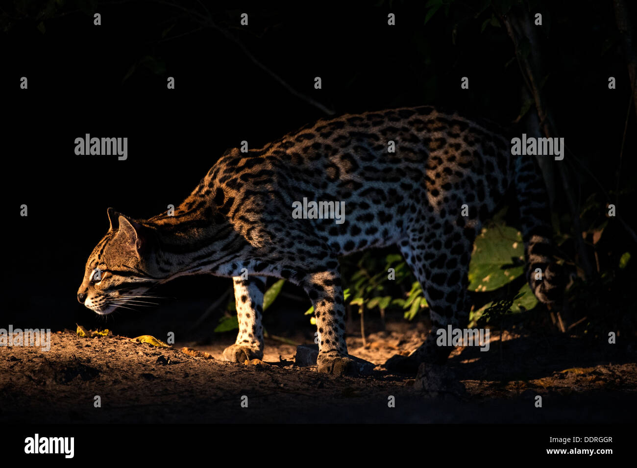 Ocelot emerging from forest at night Stock Photo - Alamy
