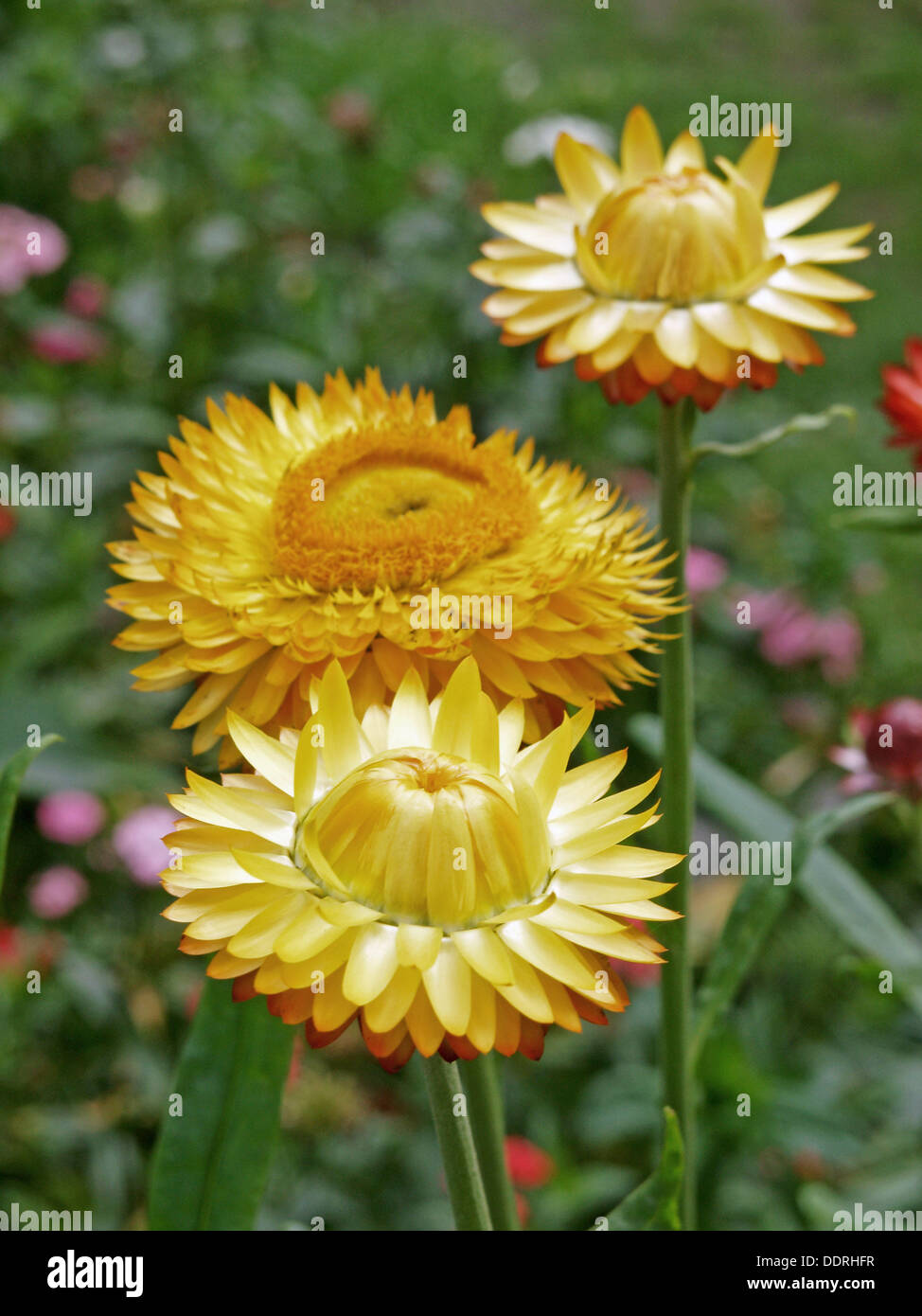 Flower Strawflower Bracteantha Bracteata Stock Photos & Flower ...
