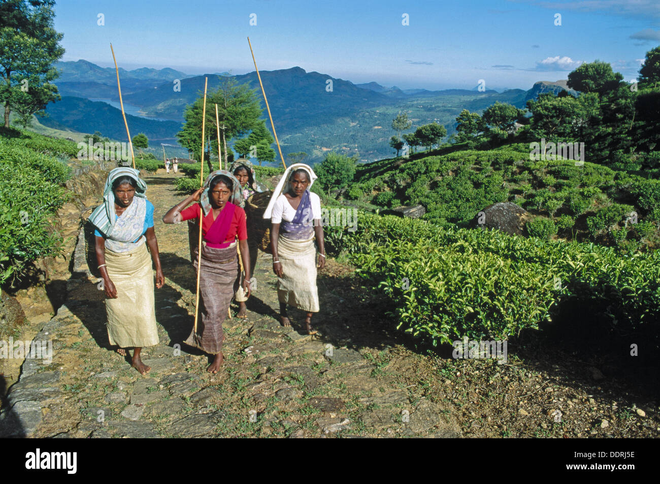 Tea harvest. Nuwara Eliya. Sri Lanka Stock Photo - Alamy