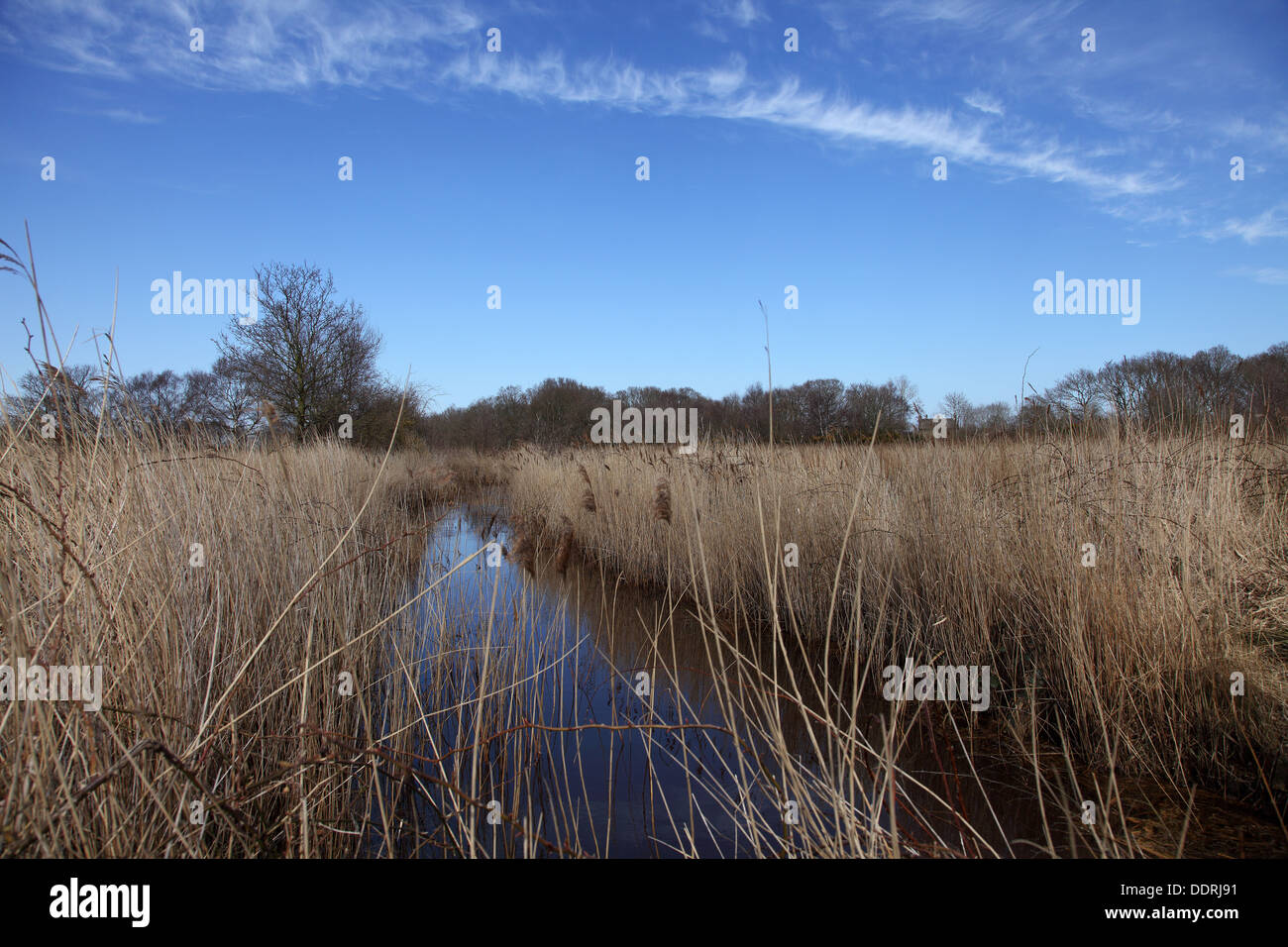 Hickling Broad nature reserve Norfolk,UK Stock Photo - Alamy
