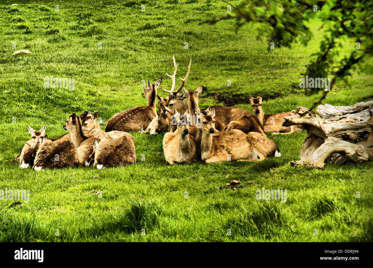 Deer resting in a field Stock Photo - Alamy