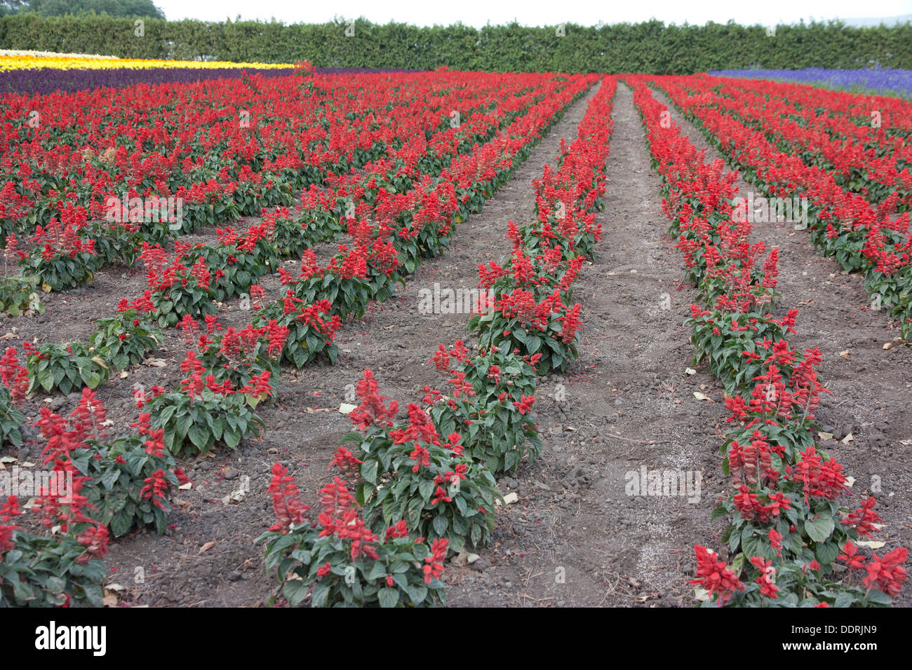 colorful flower at the farm in Hokkaido Stock Photo - Alamy