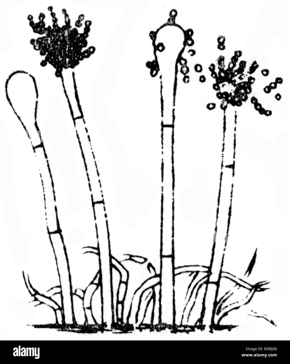 Alexander fleming 1881 1955 Cut Out Stock Images & Pictures - Alamy