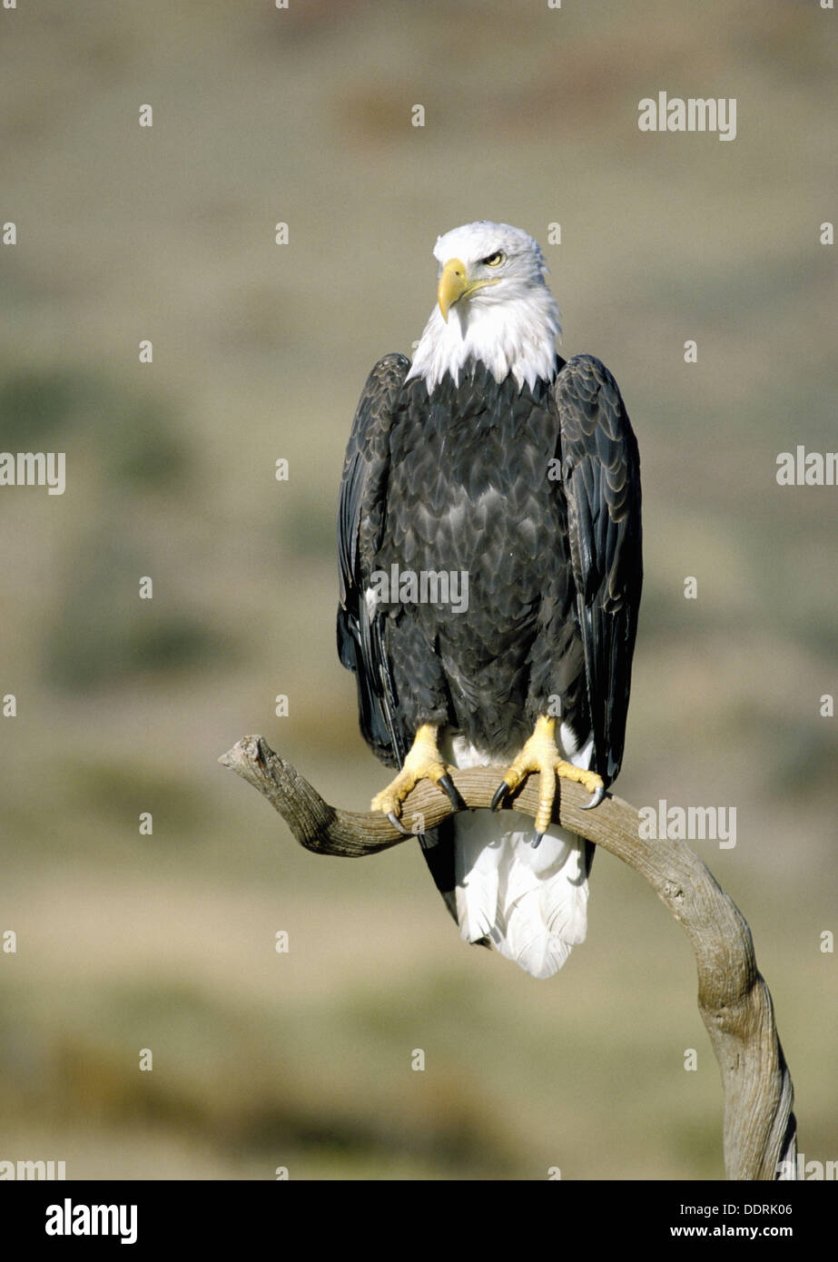One bald eagle proud hi-res stock photography and images - Alamy