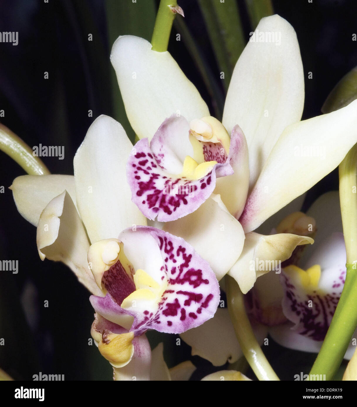 Cymbidium Sp High Resolution Stock Photography and Images - Alamy