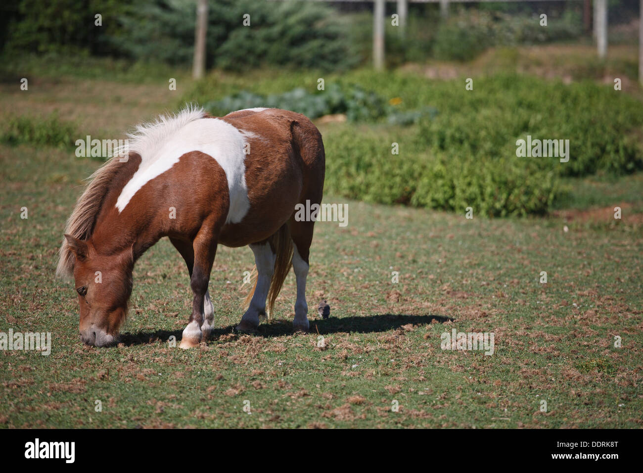 Miniature horse grazing Stock Photo - Alamy