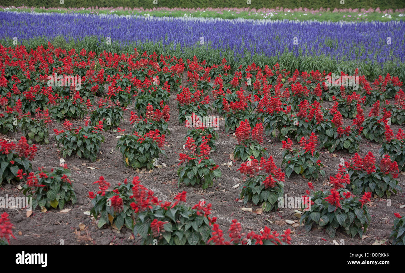 colorful flower at the farm in Hokkaido Stock Photo - Alamy