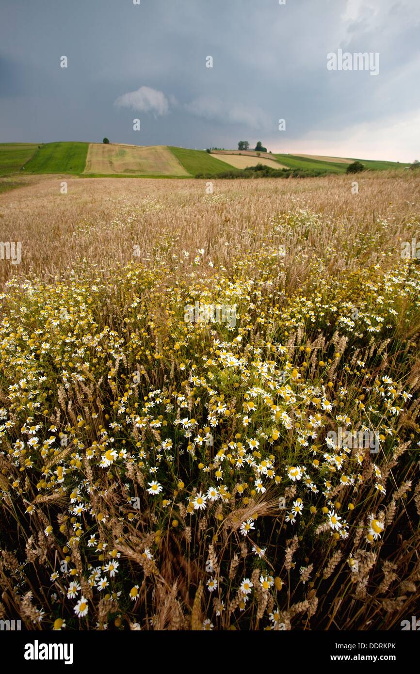 Suwalki region hi-res stock photography and images - Alamy