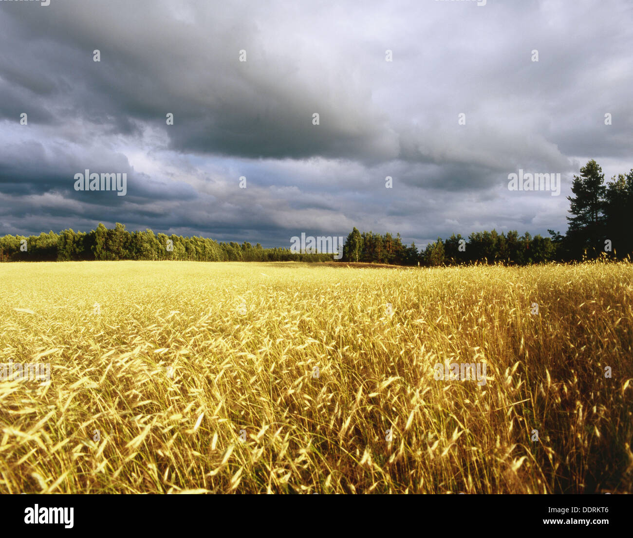 Podlasie region, Eastern Poland Stock Photo - Alamy