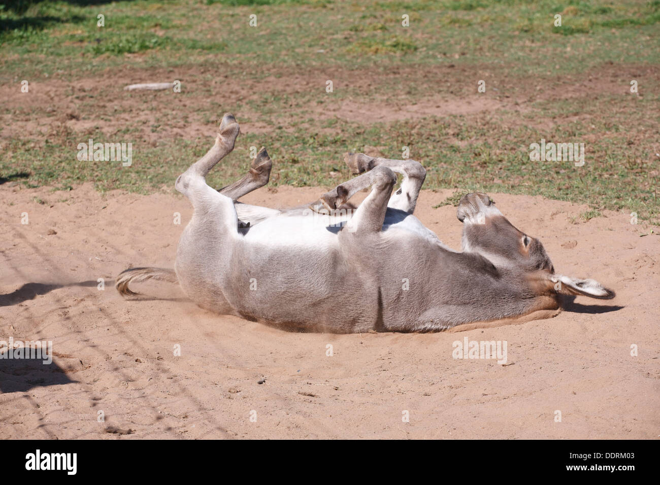 Gray donkey rolling on ground (sand Stock Photo - Alamy