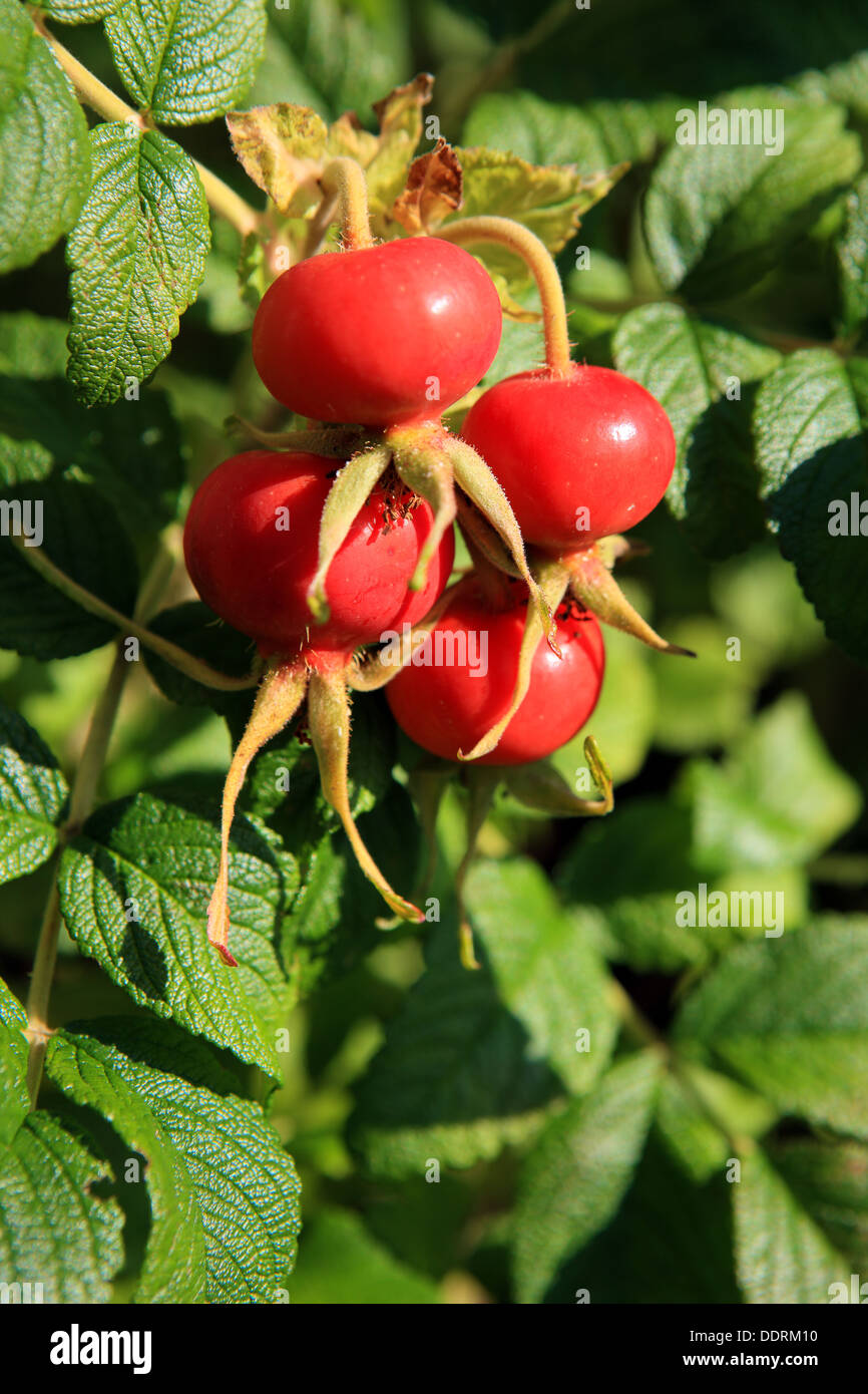 Hips and haws hi-res stock photography and images - Alamy