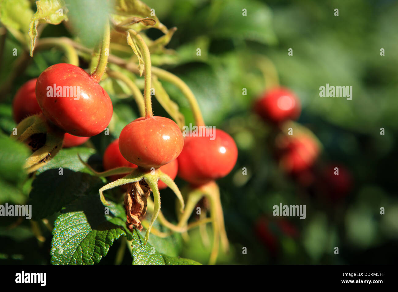 Hips and haws hi-res stock photography and images - Alamy