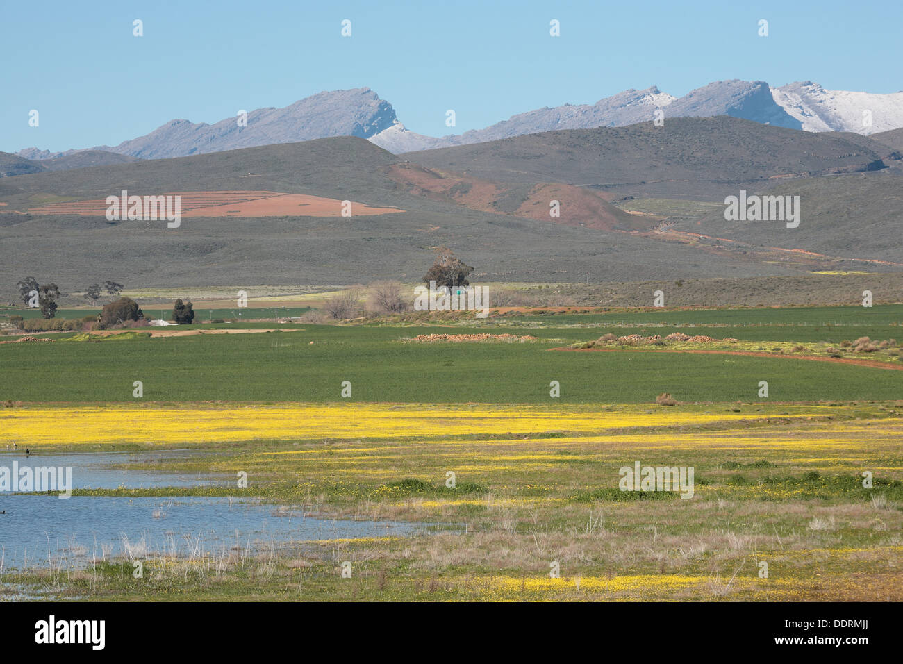 Spring flowers on farmland in Ceres, with snow capped peaks of the ...