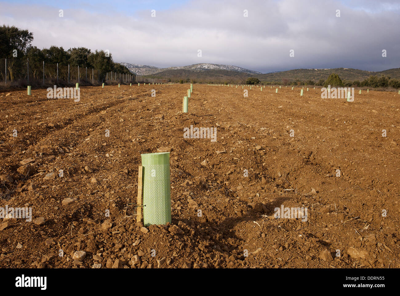 Truffle plantation hi-res stock photography and images - Alamy