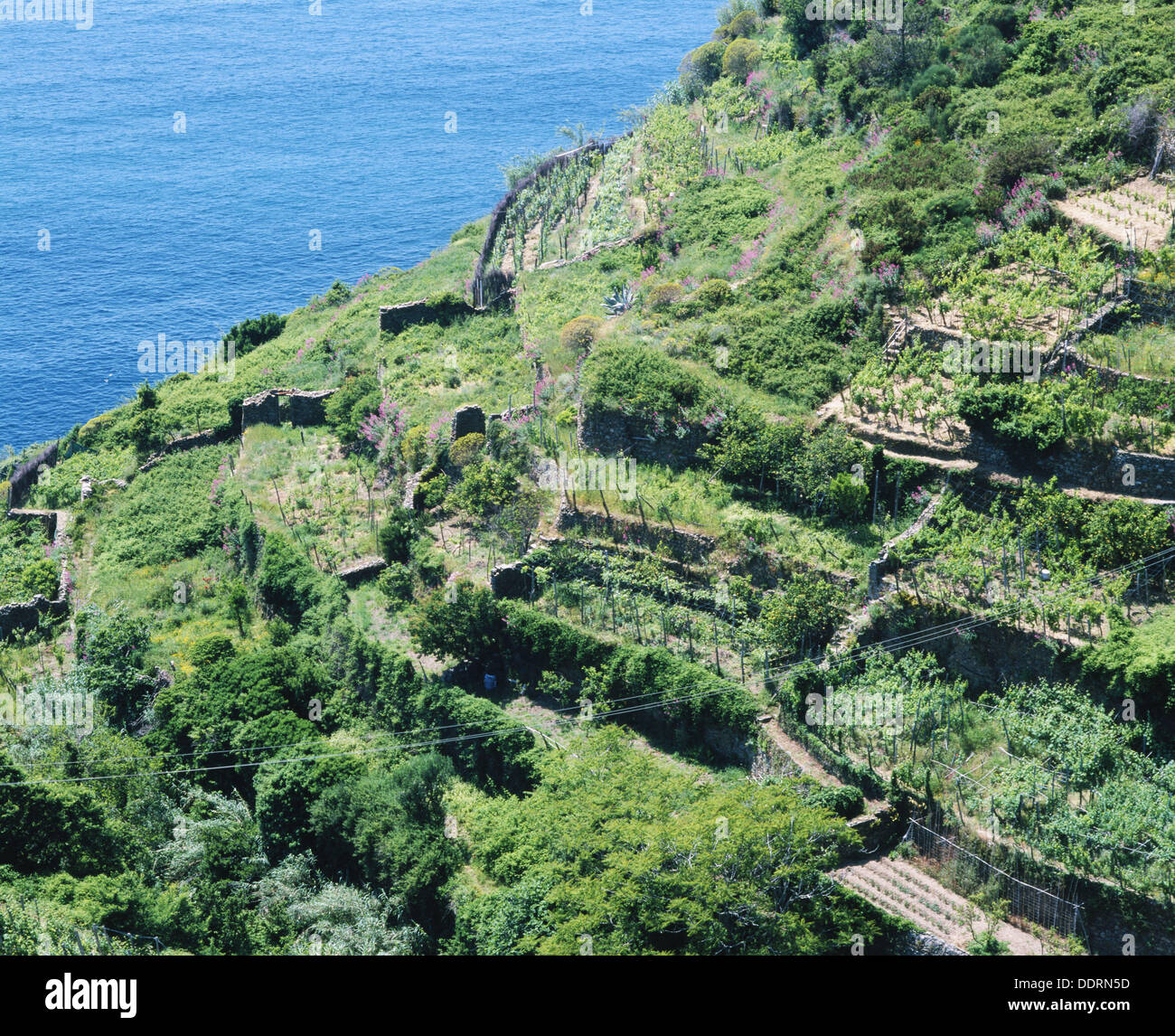 Terracing italy hi-res stock photography and images - Alamy