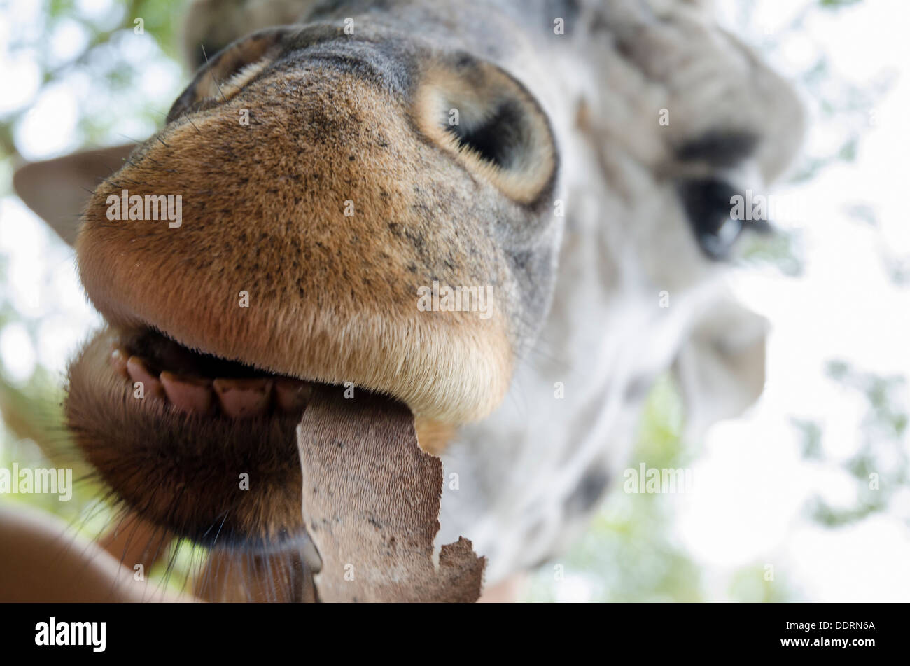 Close up giraffe hi-res stock photography and images - Alamy