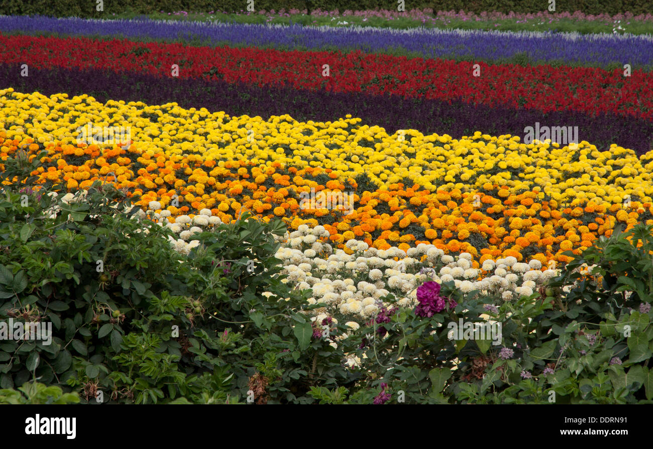 colorful flower at the farm in Hokkaido Stock Photo - Alamy