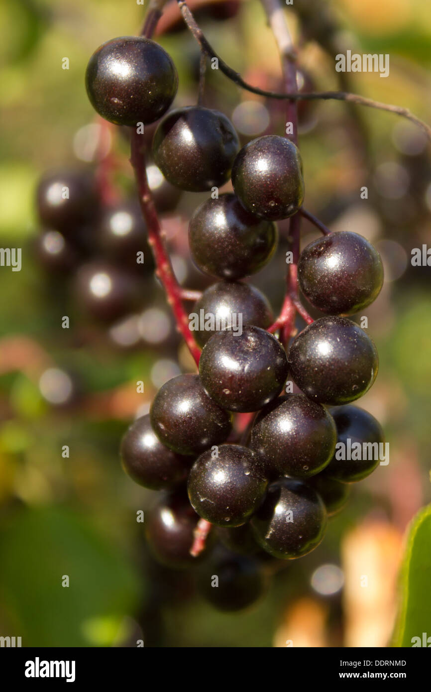 Choke cherries hi-res stock photography and images - Alamy