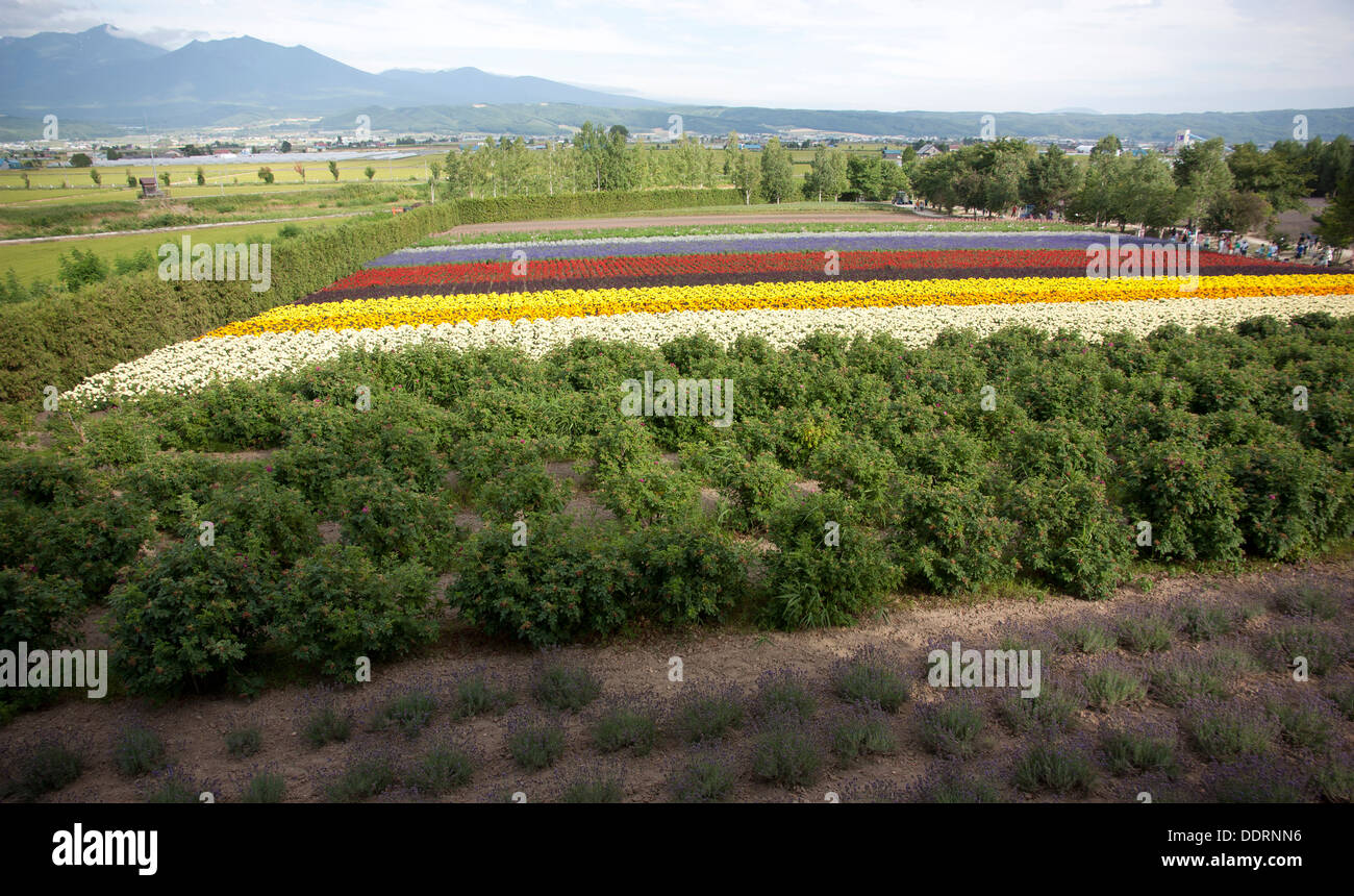 colorful flower at the farm in Hokkaido Stock Photo - Alamy