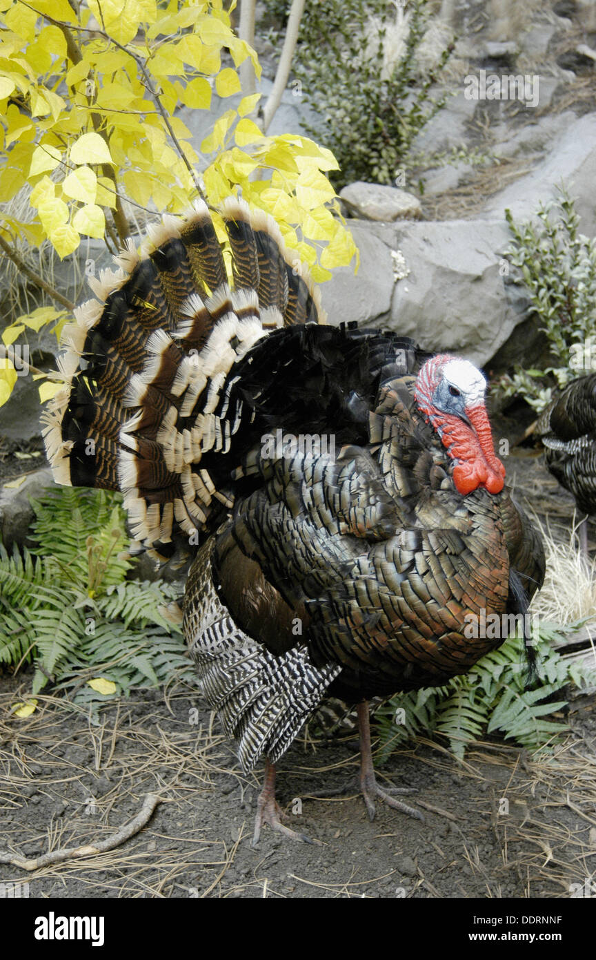 Turkey country farming hi-res stock photography and images - Alamy
