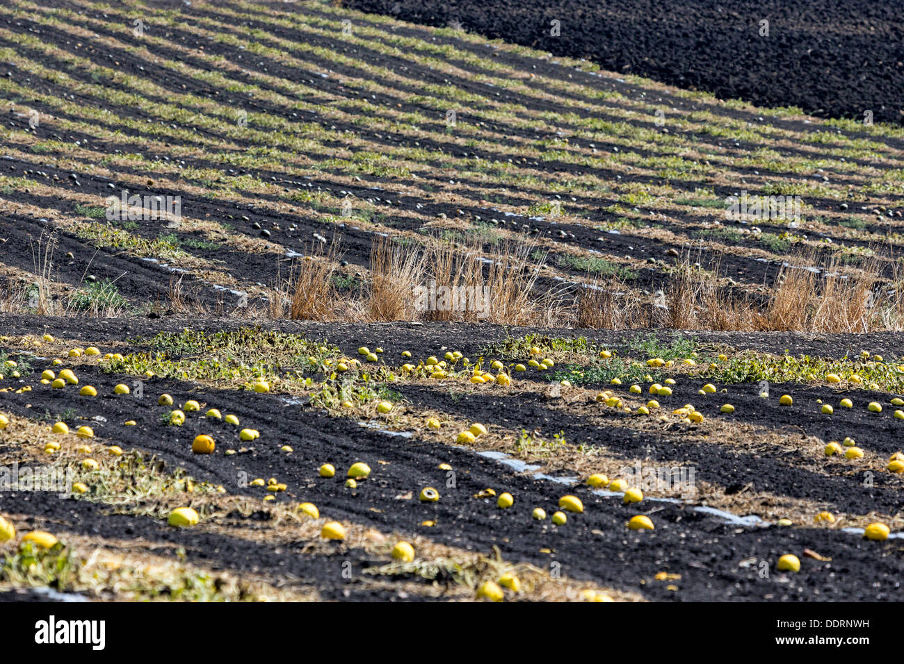 Melon fields hi-res stock photography and images - Alamy
