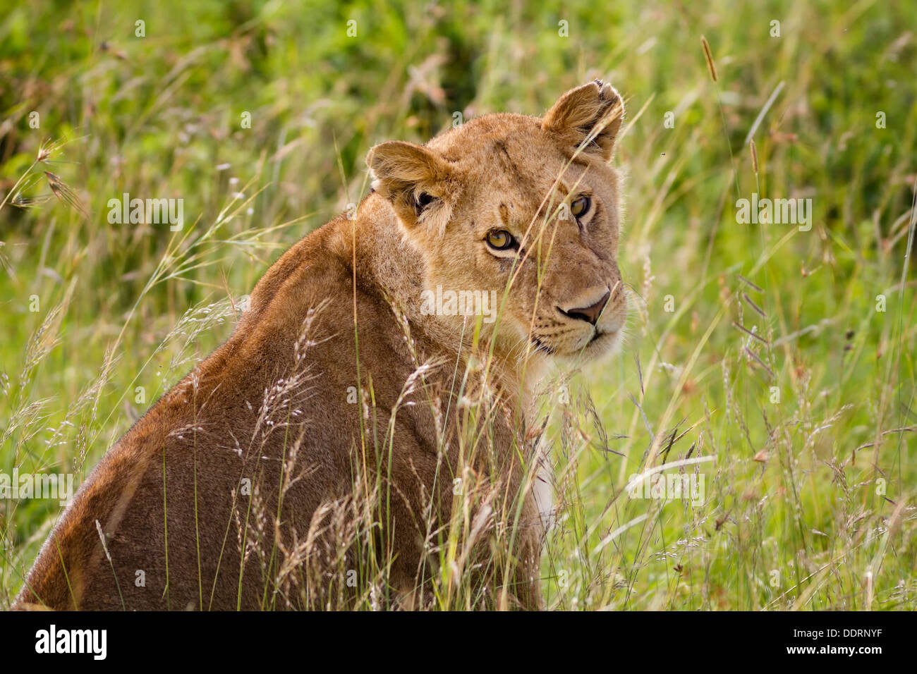Head lioness hi-res stock photography and images - Alamy
