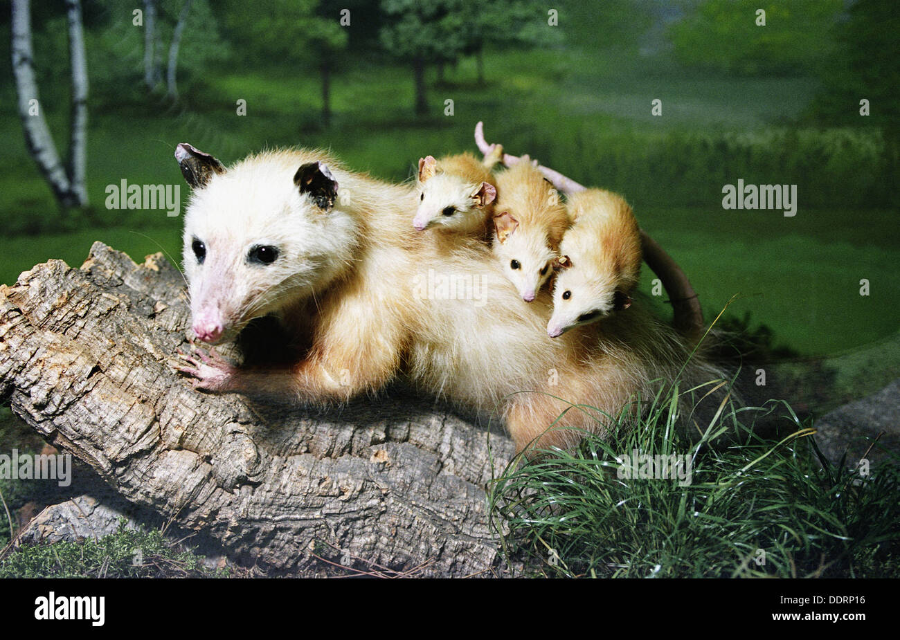 Common opossum didelphis marsupialis hi-res stock photography and ...