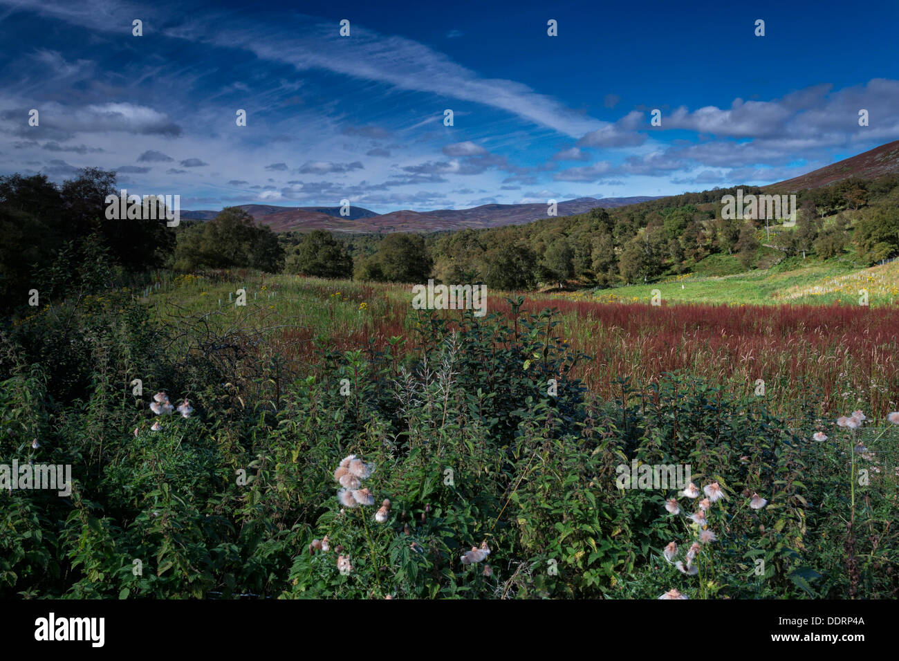 Loch Lee, Angus High Resolution Stock Photography and Images - Alamy