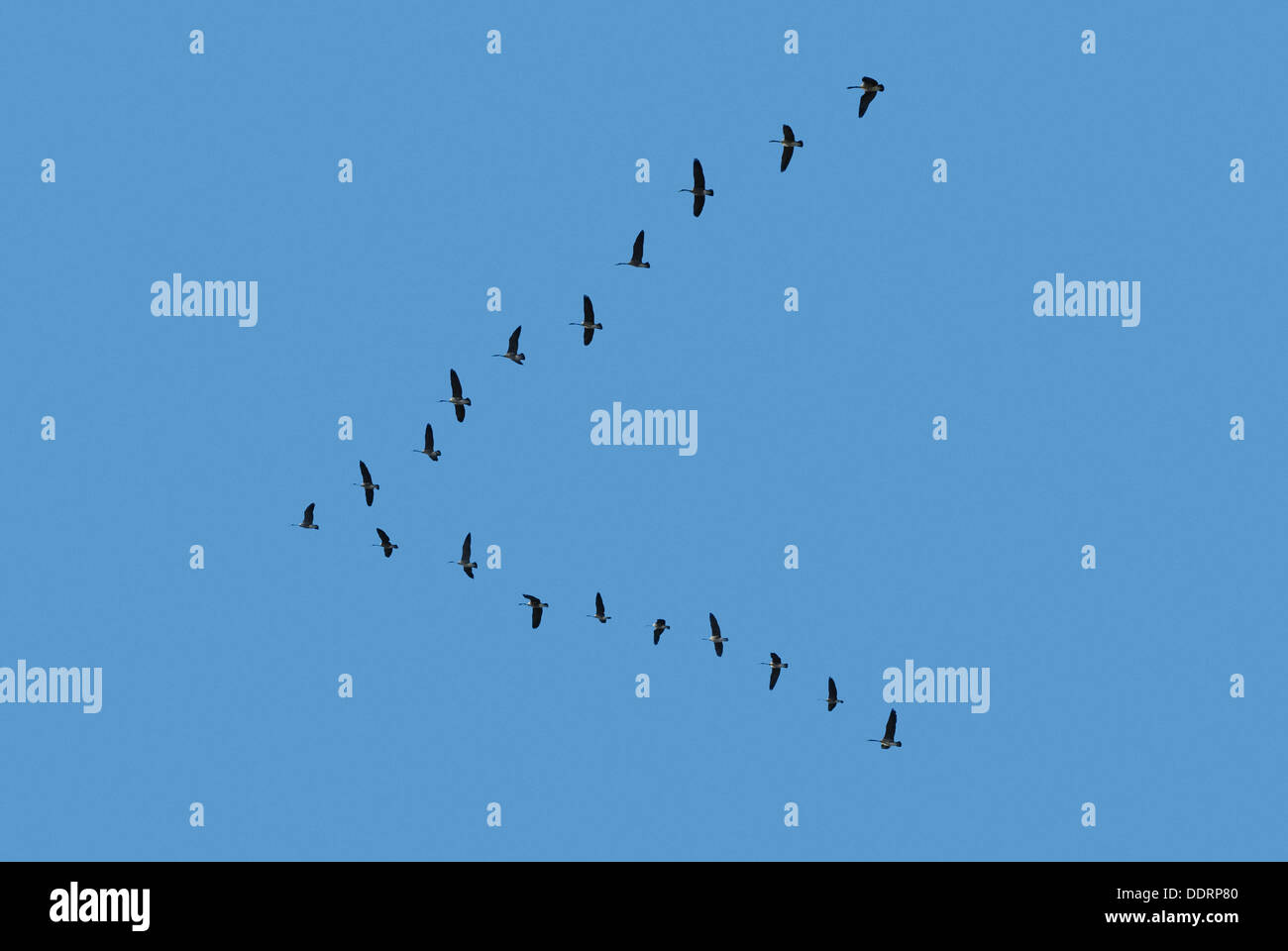 V formation geese hi-res stock photography and images - Alamy