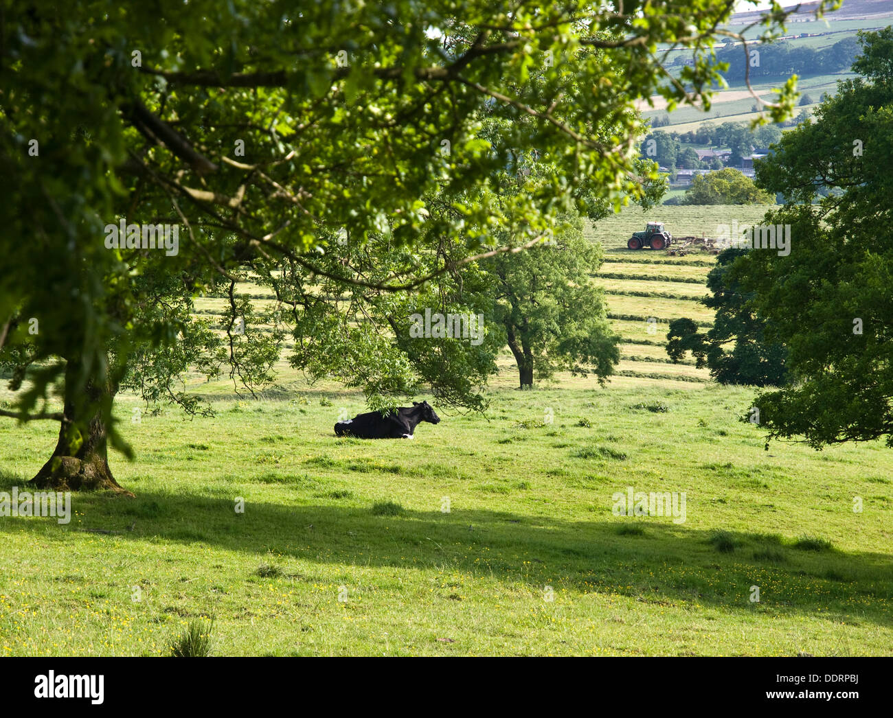 Tractor Making hay in the Staffordshire Moorlands, Peak District ...