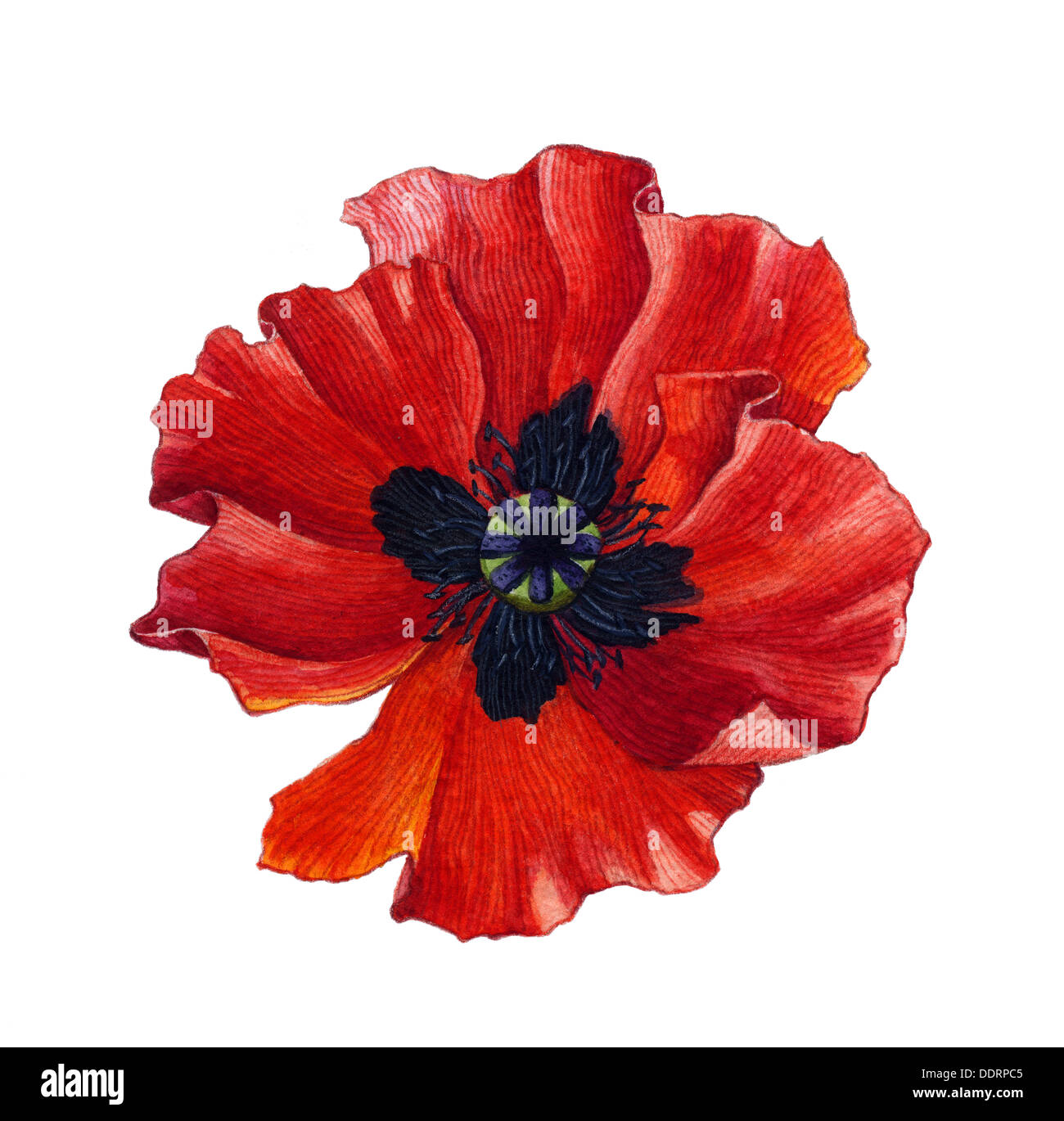Watercolour Painting Color Poppy High Resolution Stock Photography and ...