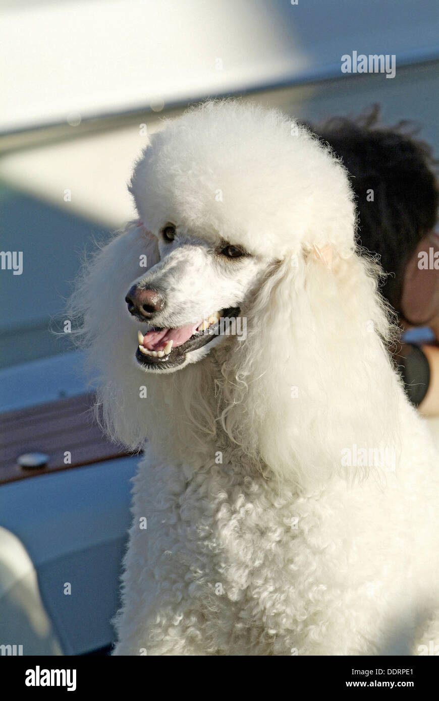 The french poodle hi-res stock photography and images - Alamy