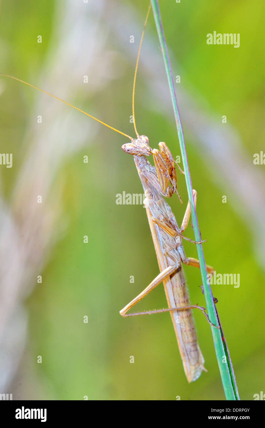Mantis religiosa head close up hi-res stock photography and images - Alamy