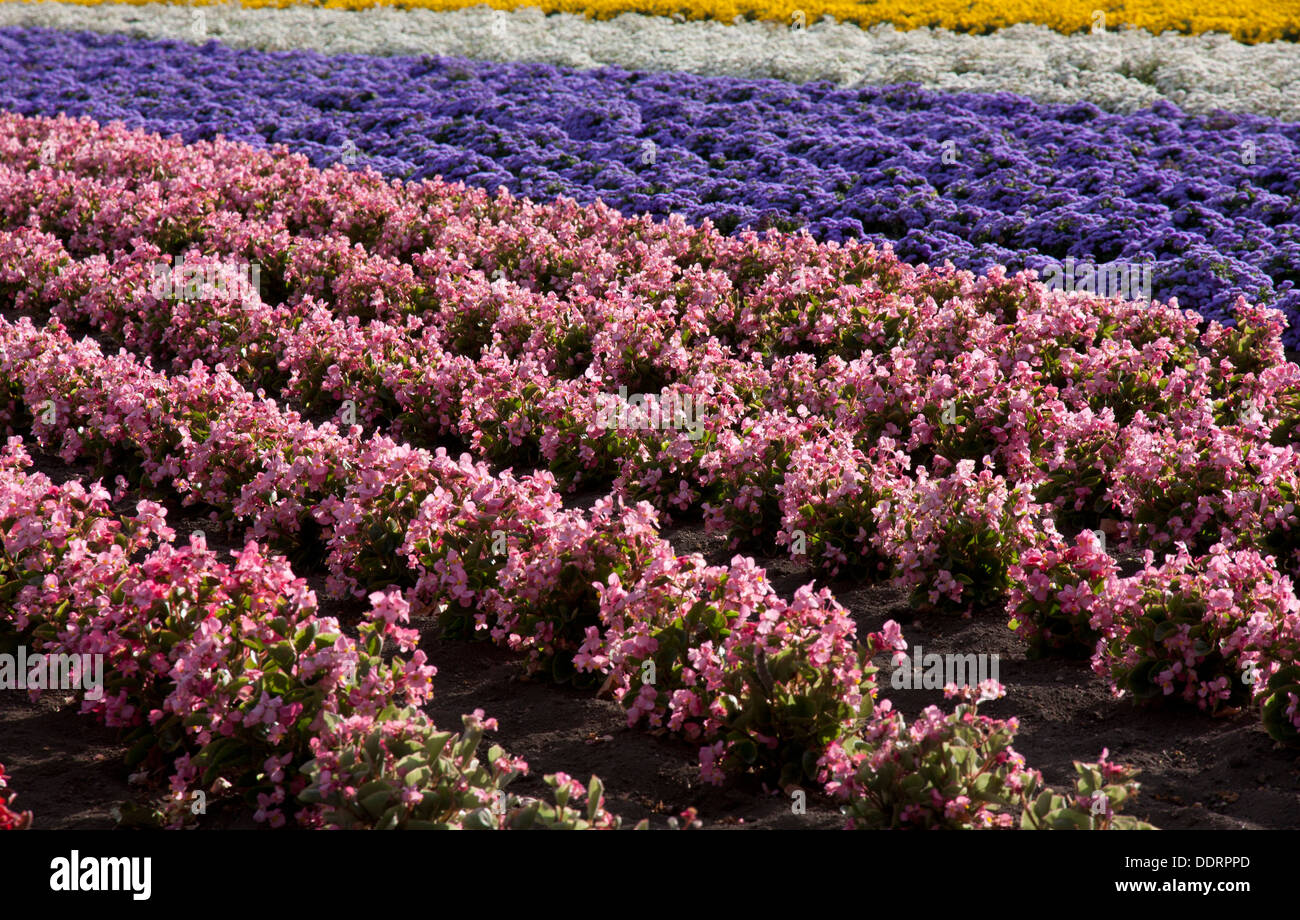 colorful flower at the farm in Hokkaido Stock Photo - Alamy