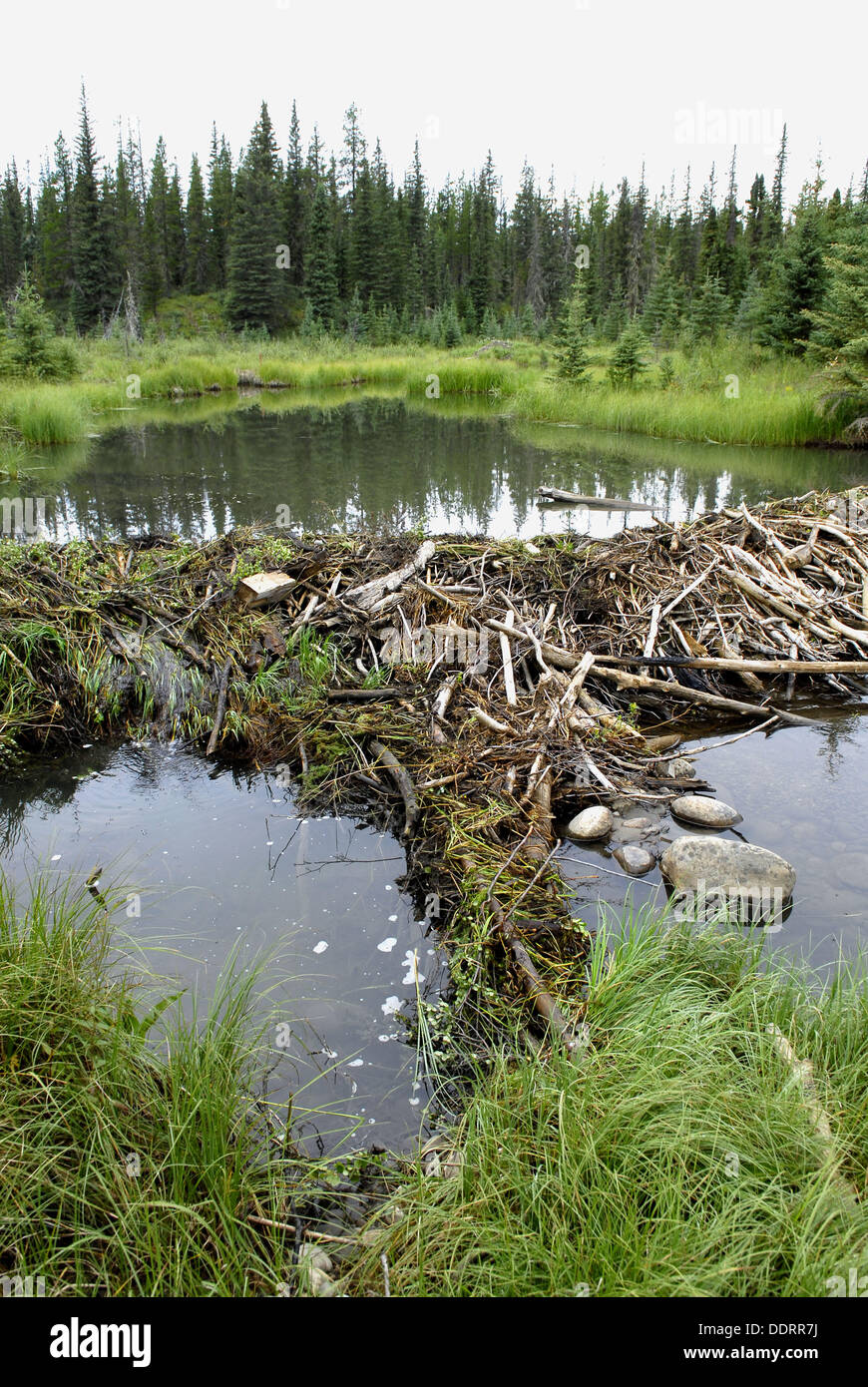 Natural debri hi-res stock photography and images - Alamy