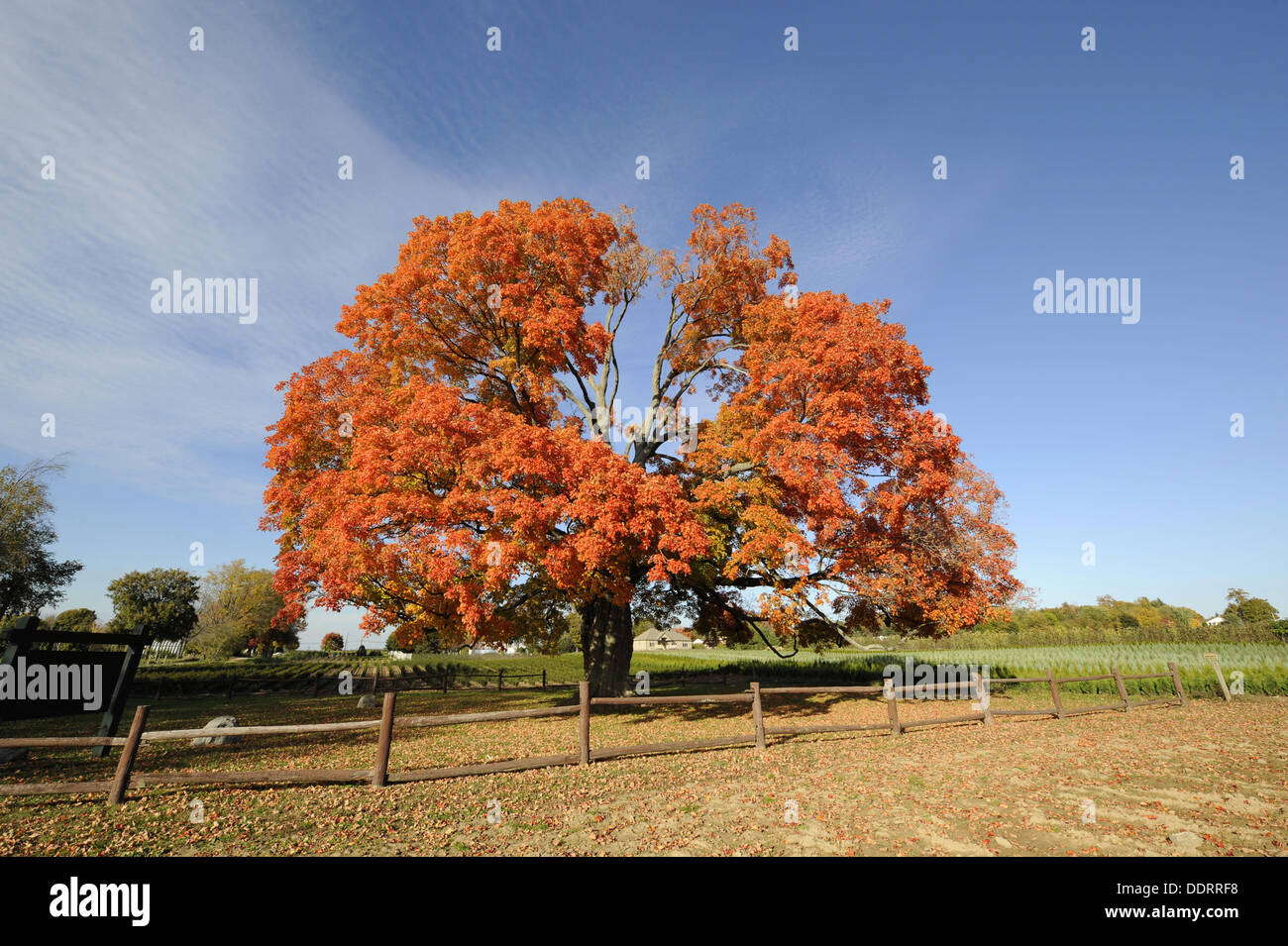 Yellow sugar maple tree hi-res stock photography and images - Alamy