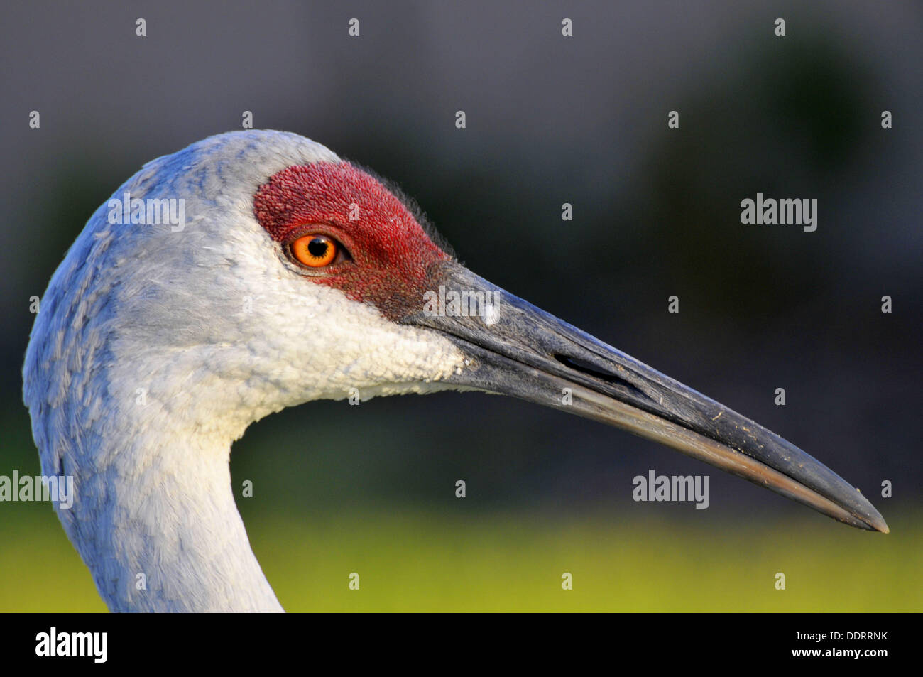 Head image of sandhill crane hi-res stock photography and images - Alamy