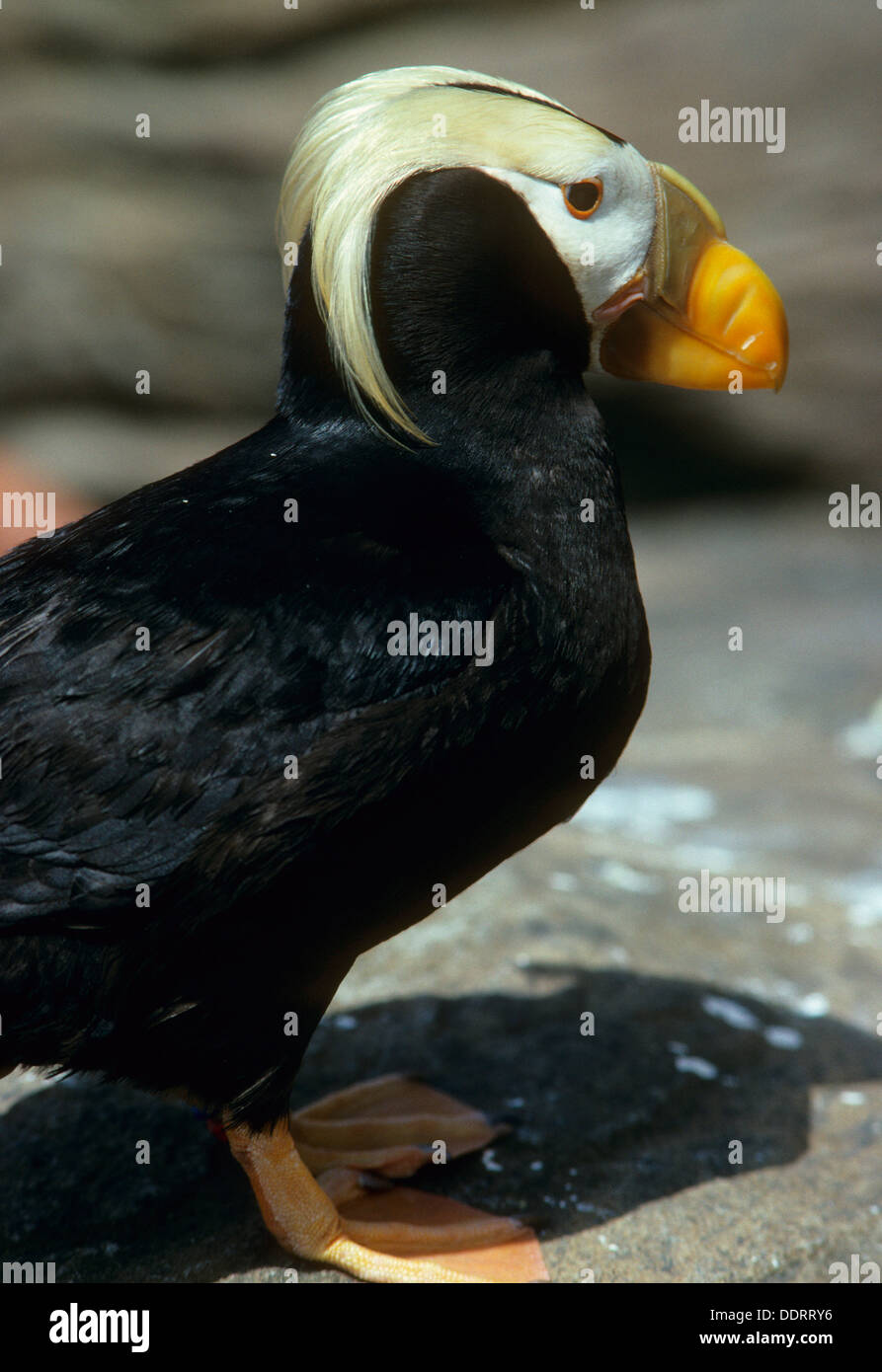 Puffin exhibit, Oregon Coast Aquarium, Newport, Oregon Stock Photo - Alamy
