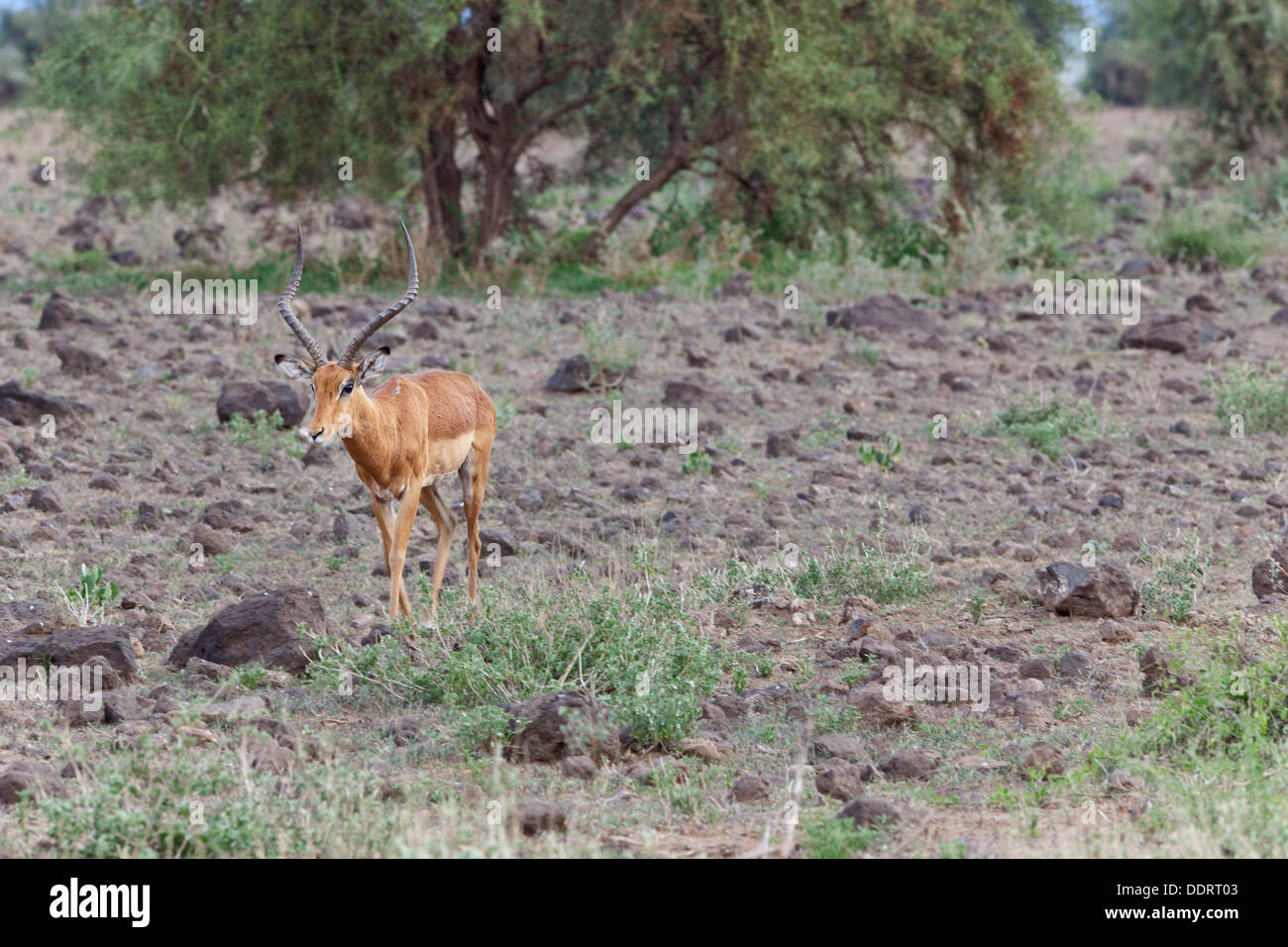 activity, African, action, Kenya, Amboseli, Africa Stock Photo - Alamy