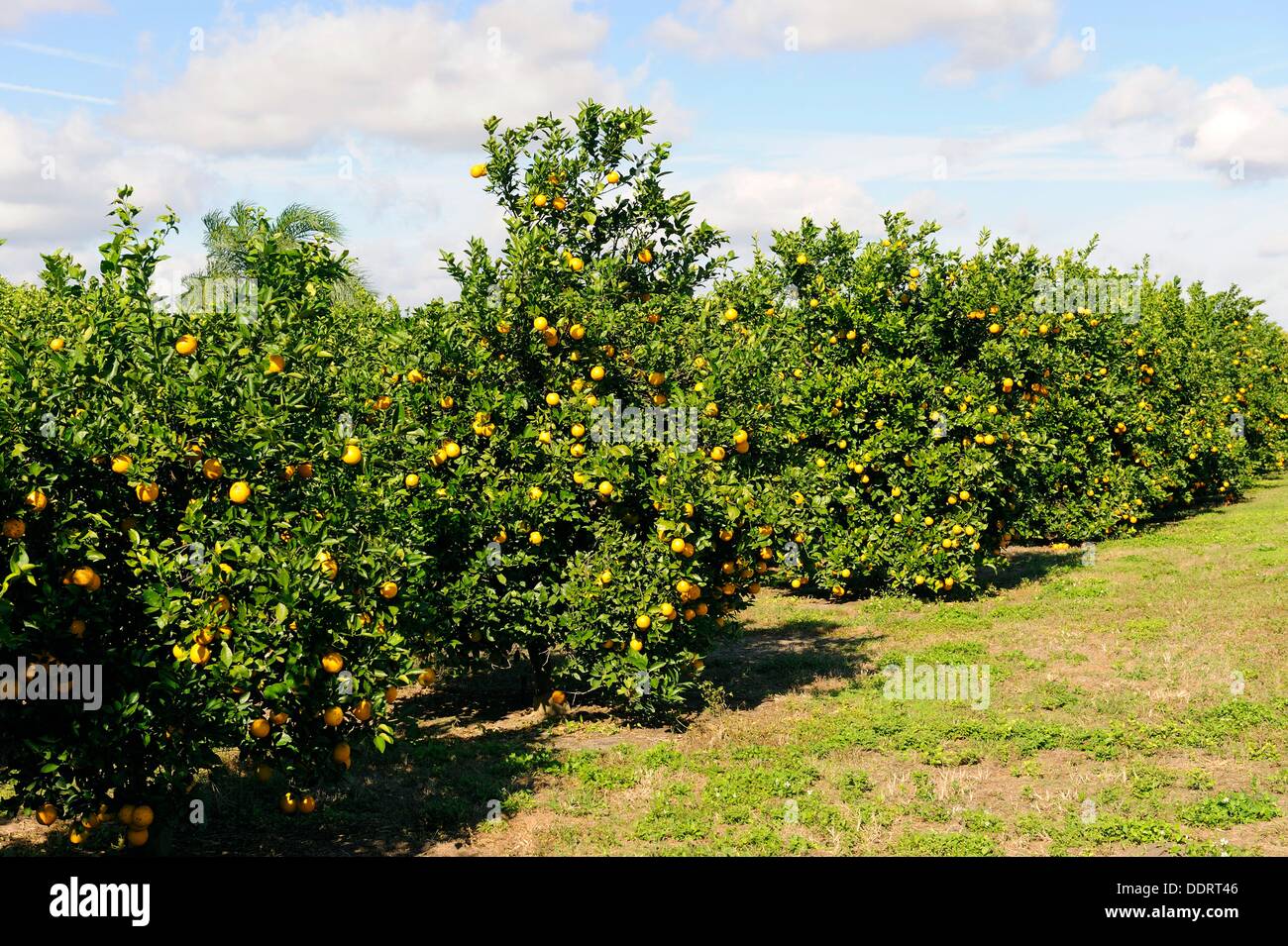 Florida orange tree farm hi-res stock photography and images - Alamy
