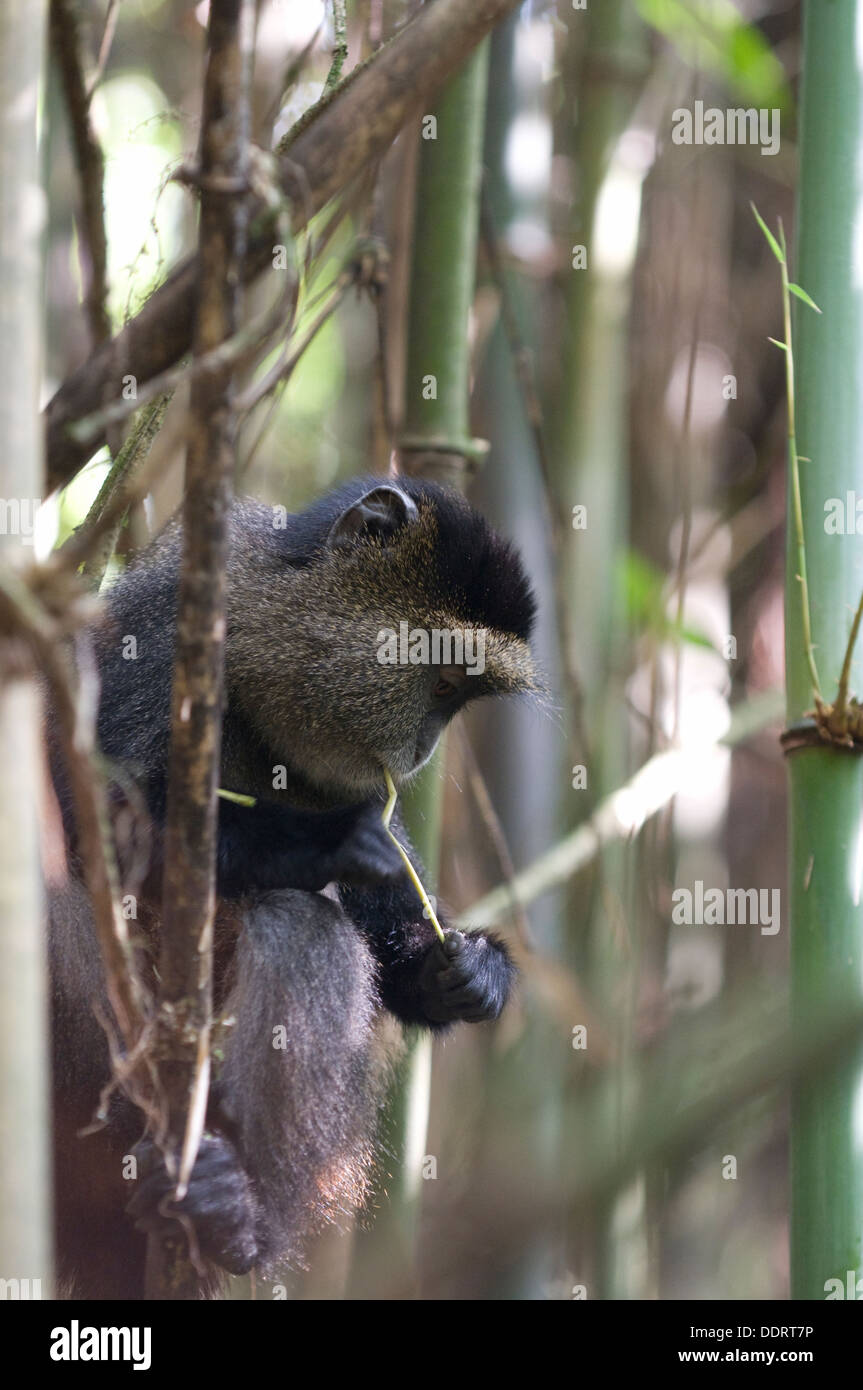Golden Monkey primate endangered species sat alert among the its native ...