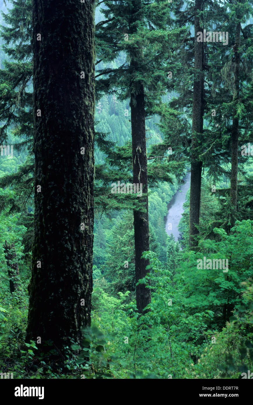 Ancient forest above Siuslaw River, Eugene District Bureau of Land ...