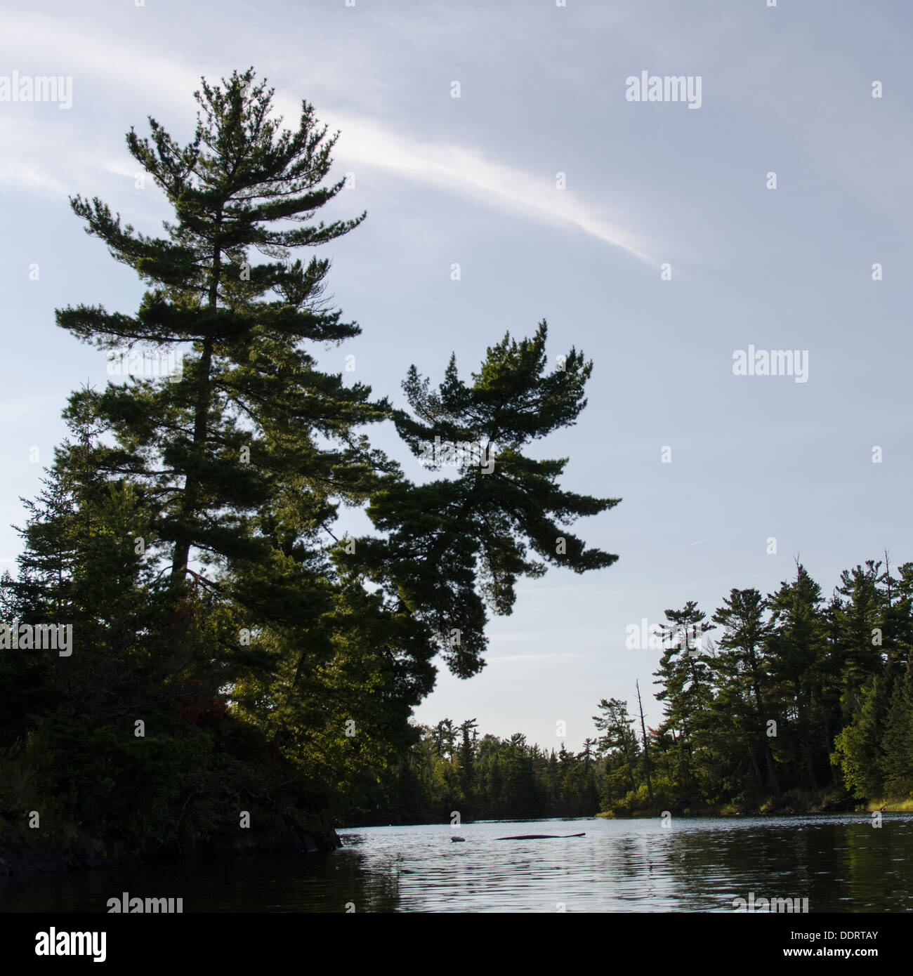 Trees at Lake of The Woods, Ontario, Canada Stock Photo - Alamy
